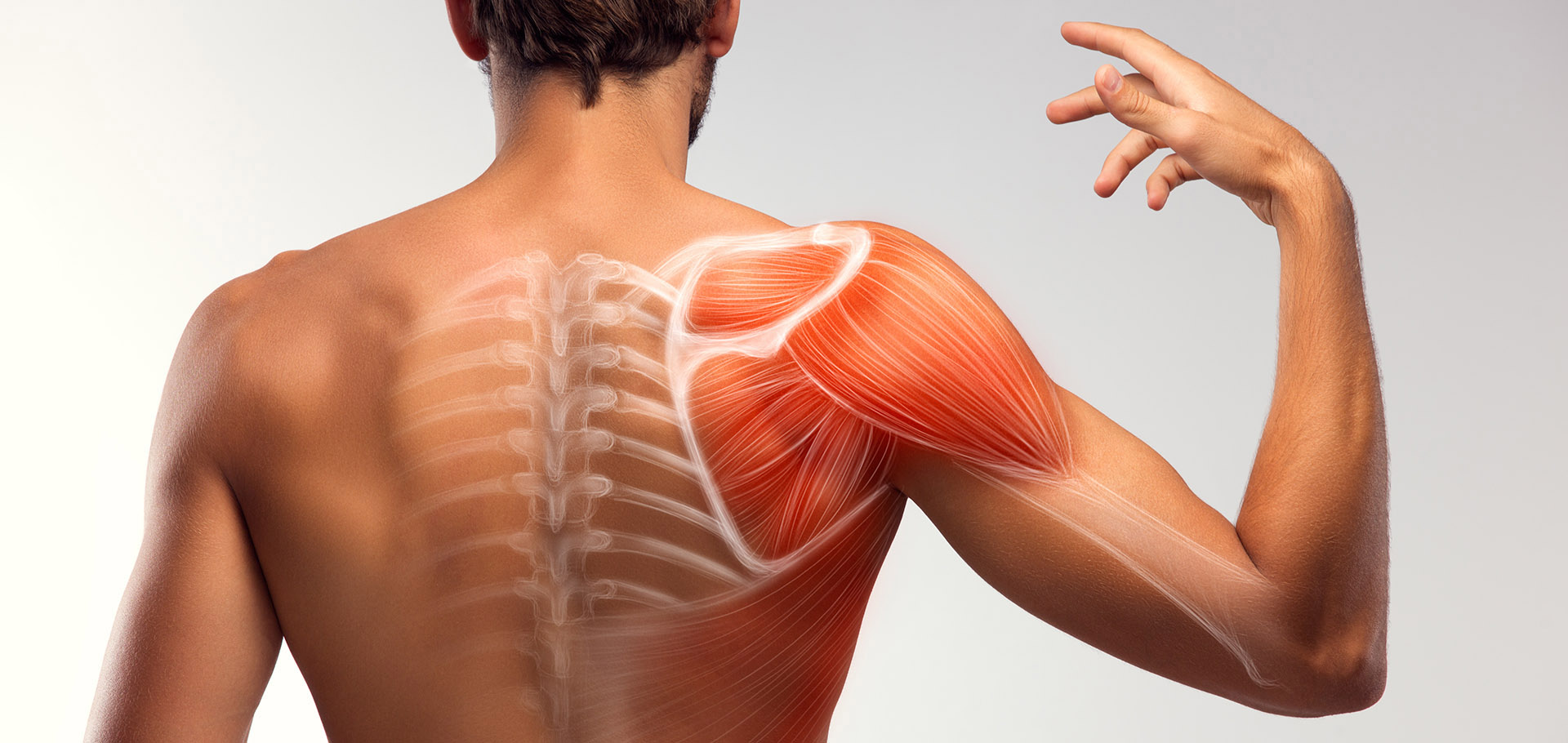 Le placement des épaules et du thorax en action - PosturAction